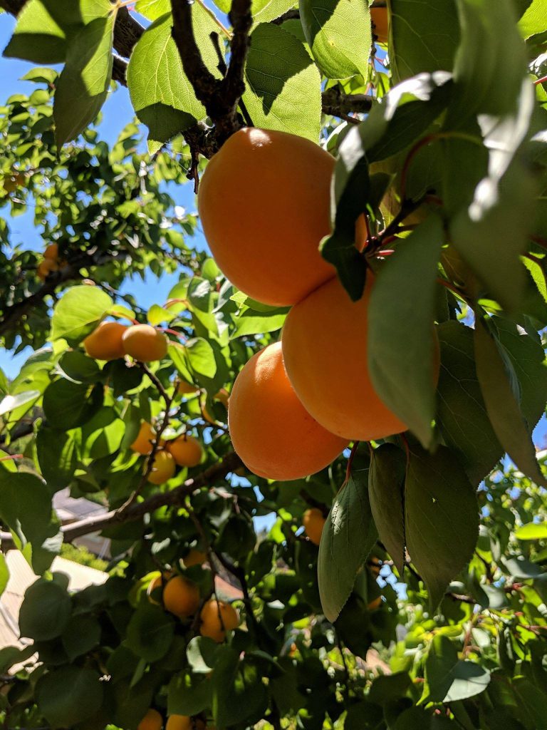 New Role: Administration & Communication Officer - Summerfruit Australia